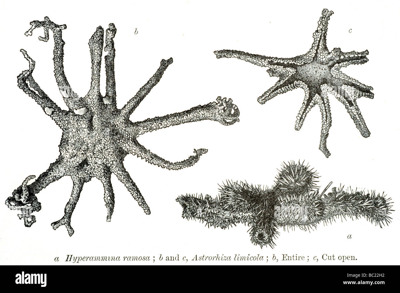 Astrorhiza limicola hi-res stock photography and images - Alamy