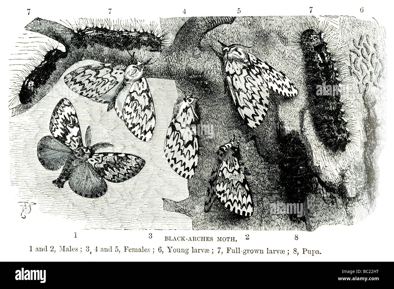 black arches moth Stock Photo - Alamy