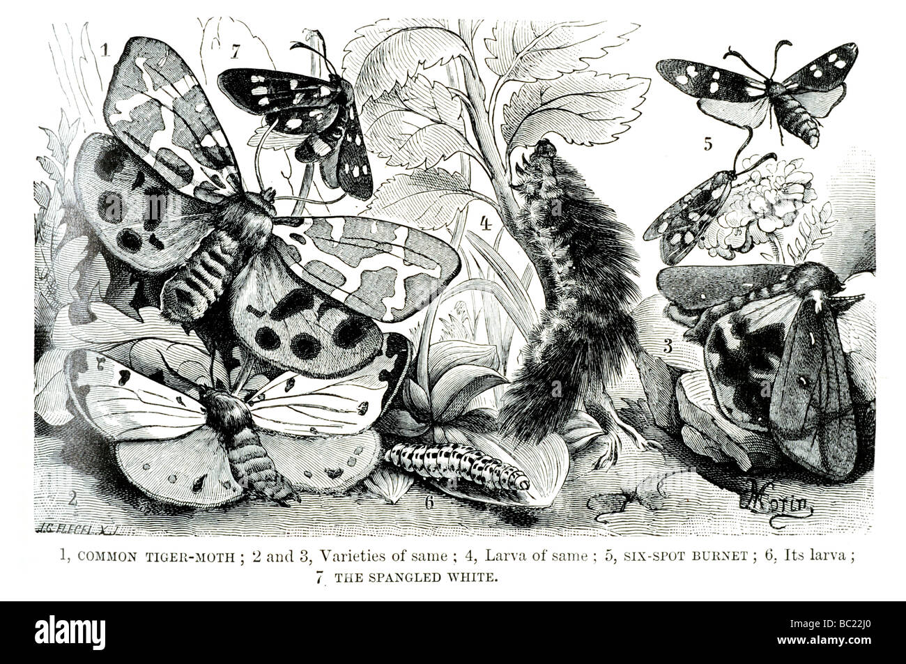 common tiger moth and varieties of same larva of same six spot burnet ...