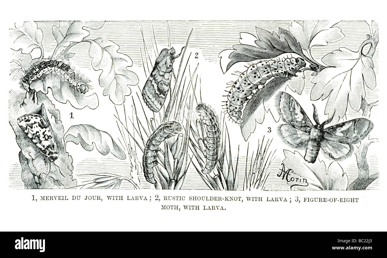 merveil du jour with larva rustic shoulder knot with larva figure of ...