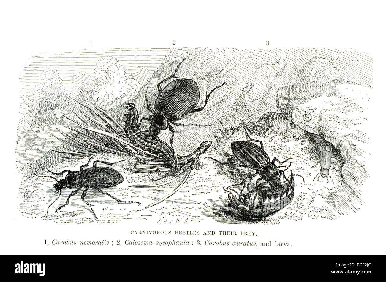 carnivorous beetles and their prey carabus nemoralis calosoma ...