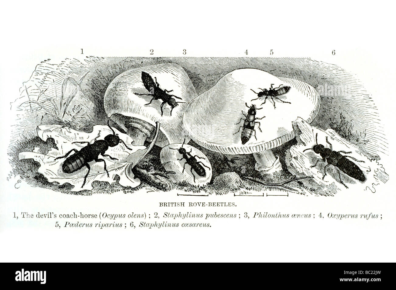 British beetles hi-res stock photography and images - Alamy