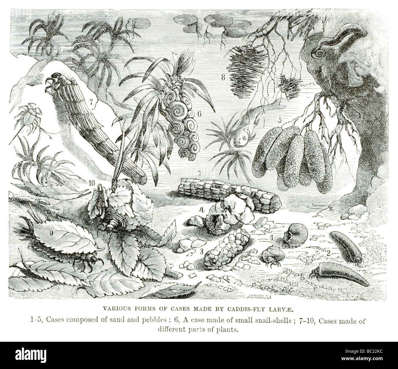 various forms of case made by caddis fly larvea Stock Photo - Alamy