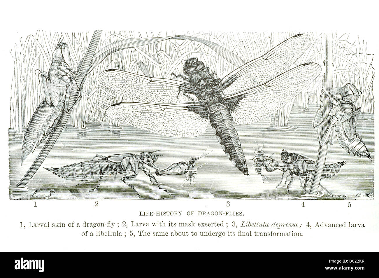 life history of dragon fly Stock Photo - Alamy