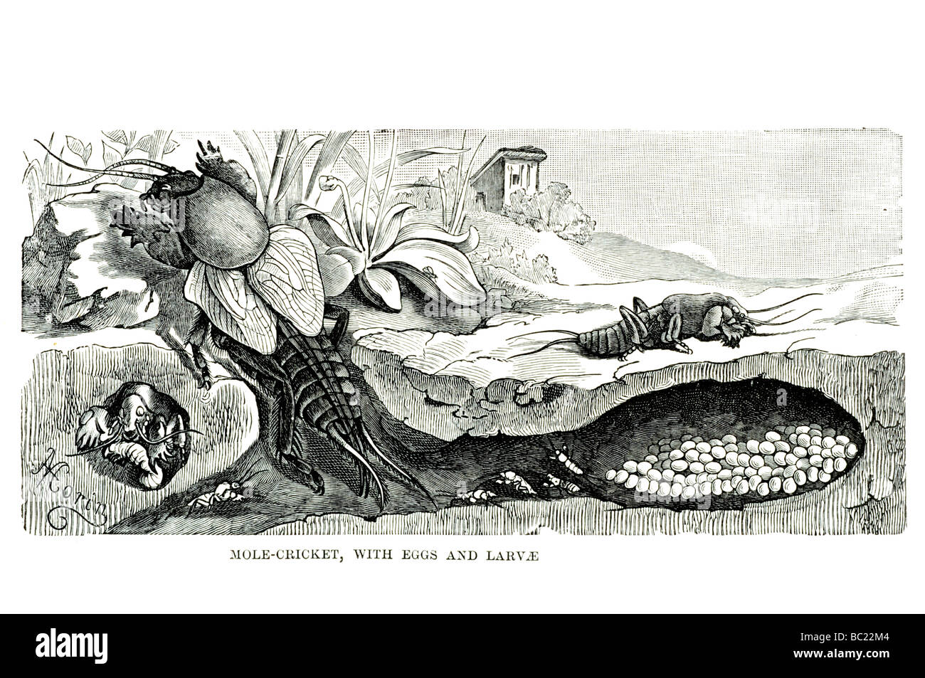 mole cricket with eggs and larve Stock Photo - Alamy