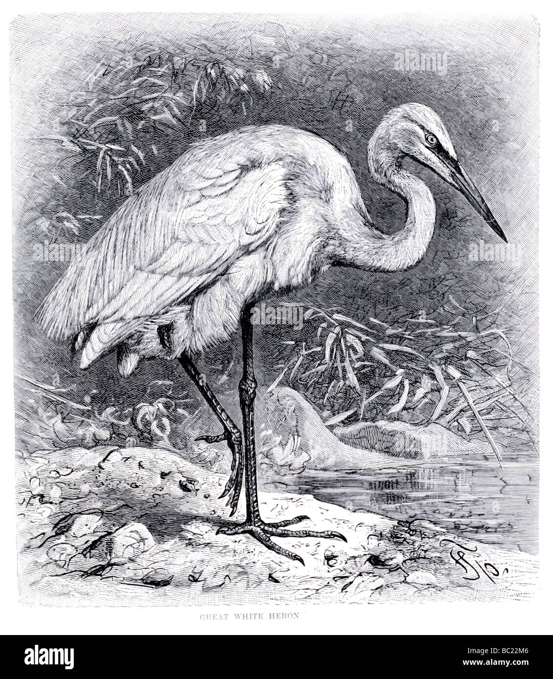Heron skeleton hi-res stock photography and images - Alamy