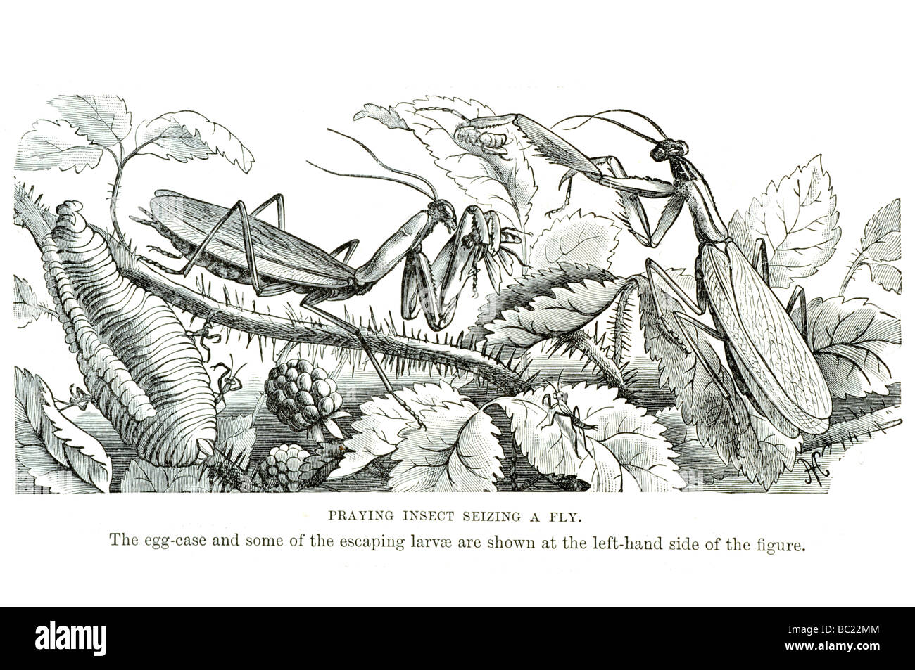 A fly insect hi-res stock photography and images - Alamy