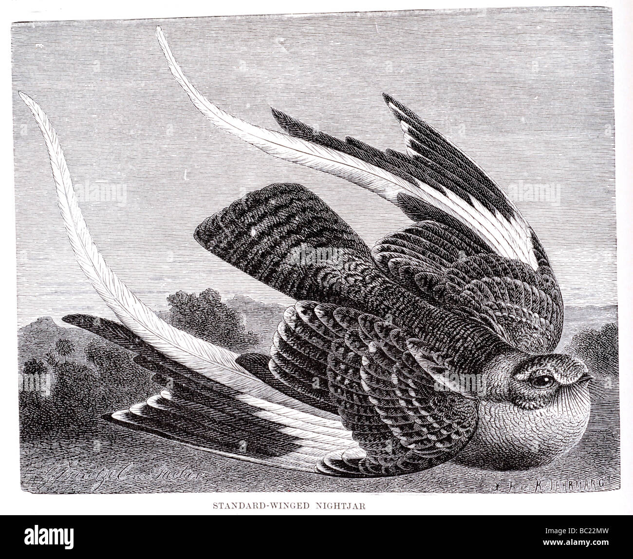 standard winged nightjar Stock Photo - Alamy