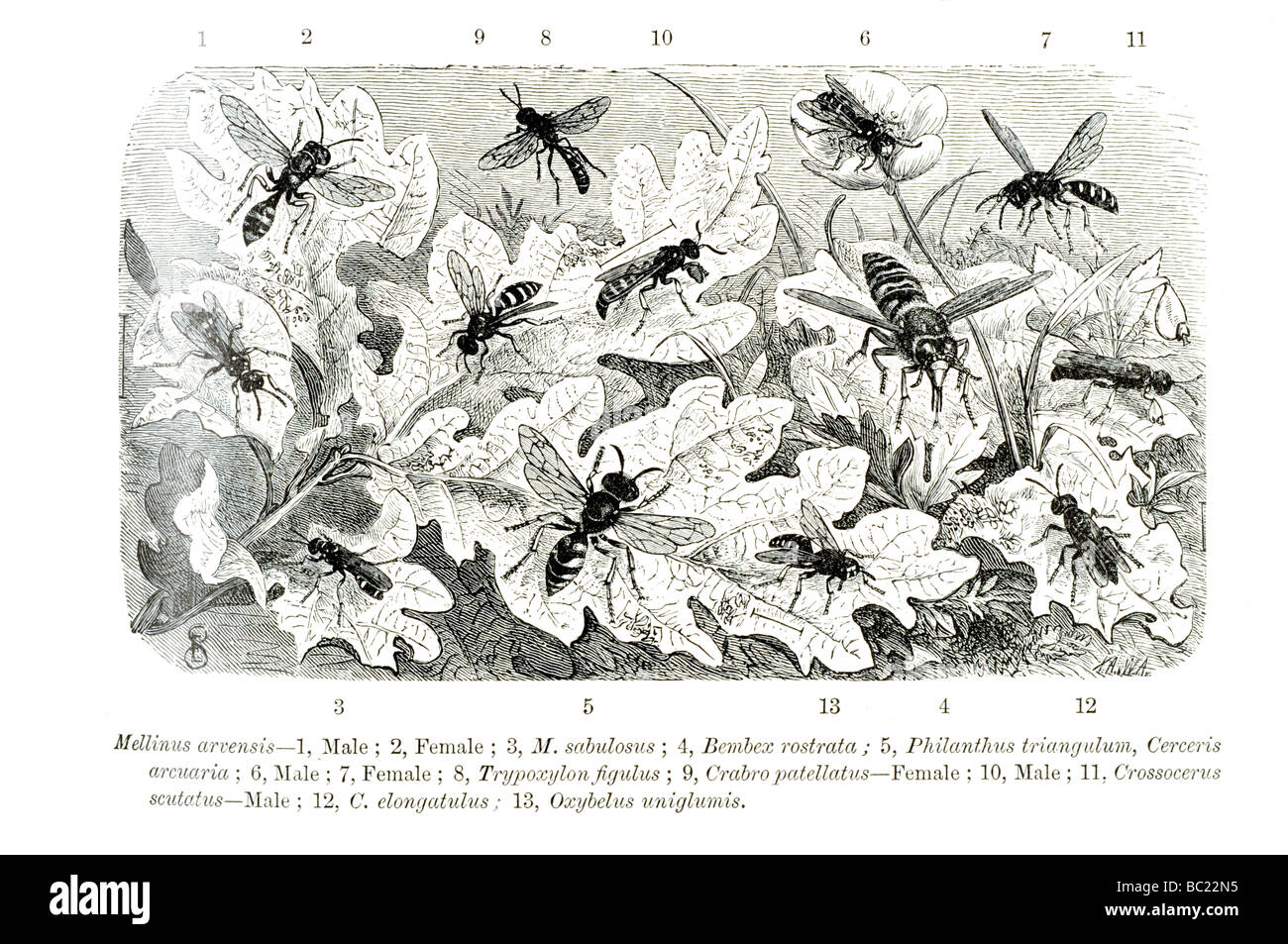 Insect queen wasp hi-res stock photography and images - Alamy