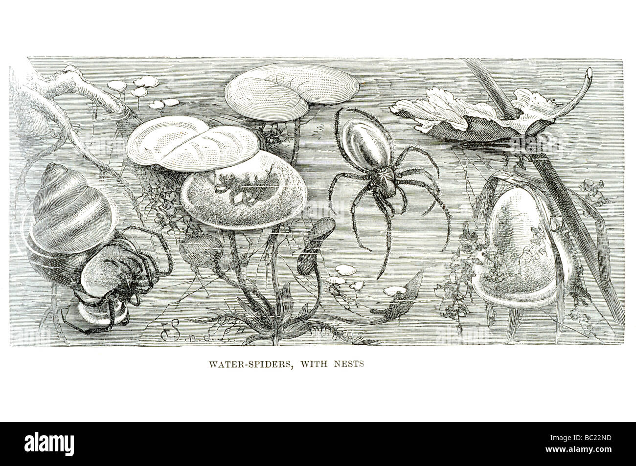 Diving bell spider hi-res stock photography and images - Alamy