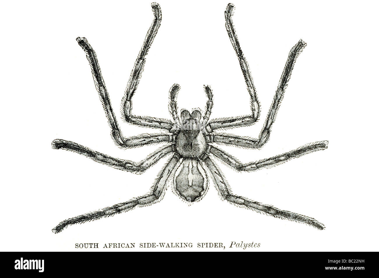 south african side walking spider palystes Stock Photo - Alamy