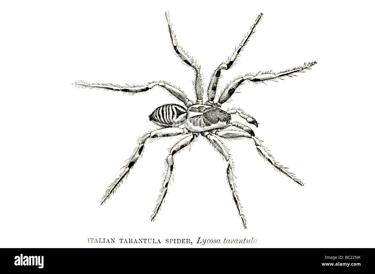 Lycosa hi-res stock photography and images - Alamy