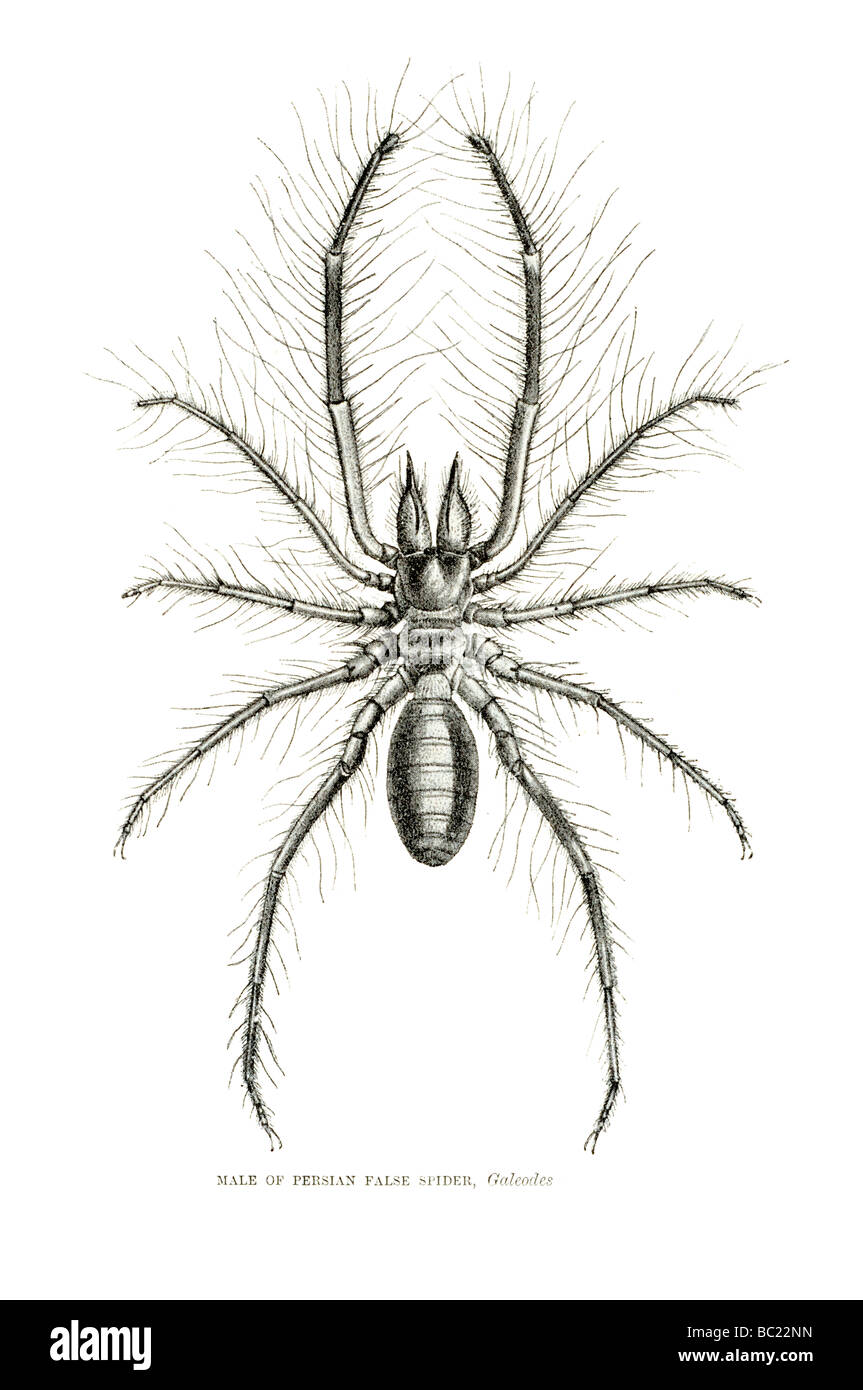 Galeodes hi-res stock photography and images - Alamy