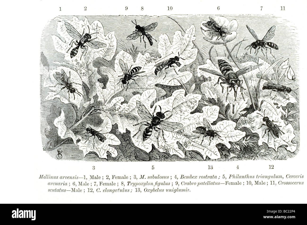 mellinus arrensis male female m sabulosun bembex rostrata philanthus ...