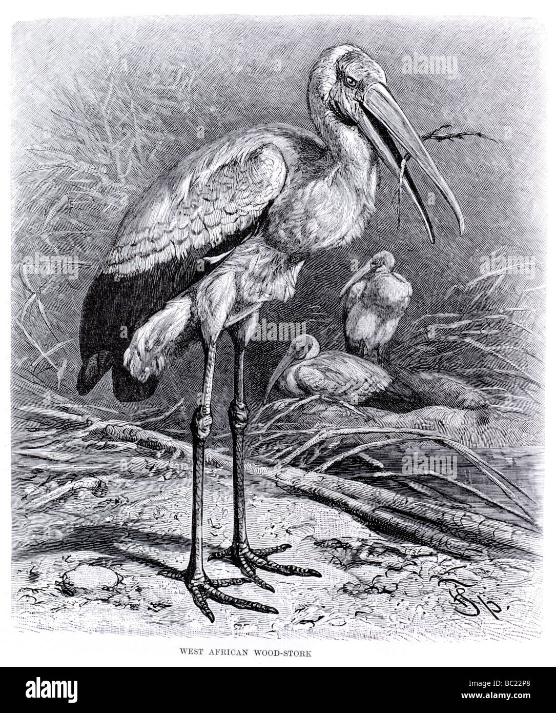 African wood hi-res stock photography and images - Alamy