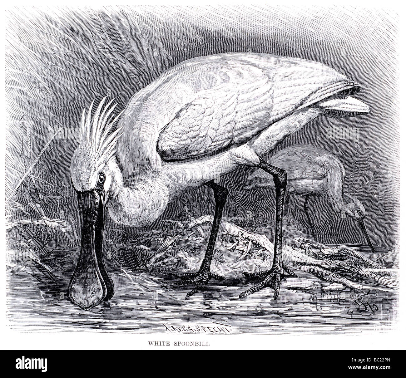 Spoonbill skeleton hi-res stock photography and images - Alamy