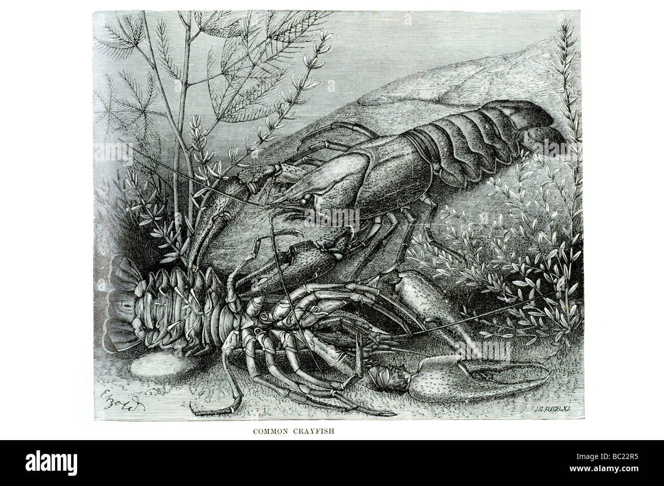 Vintage crustation illustration hi-res stock photography and images - Alamy