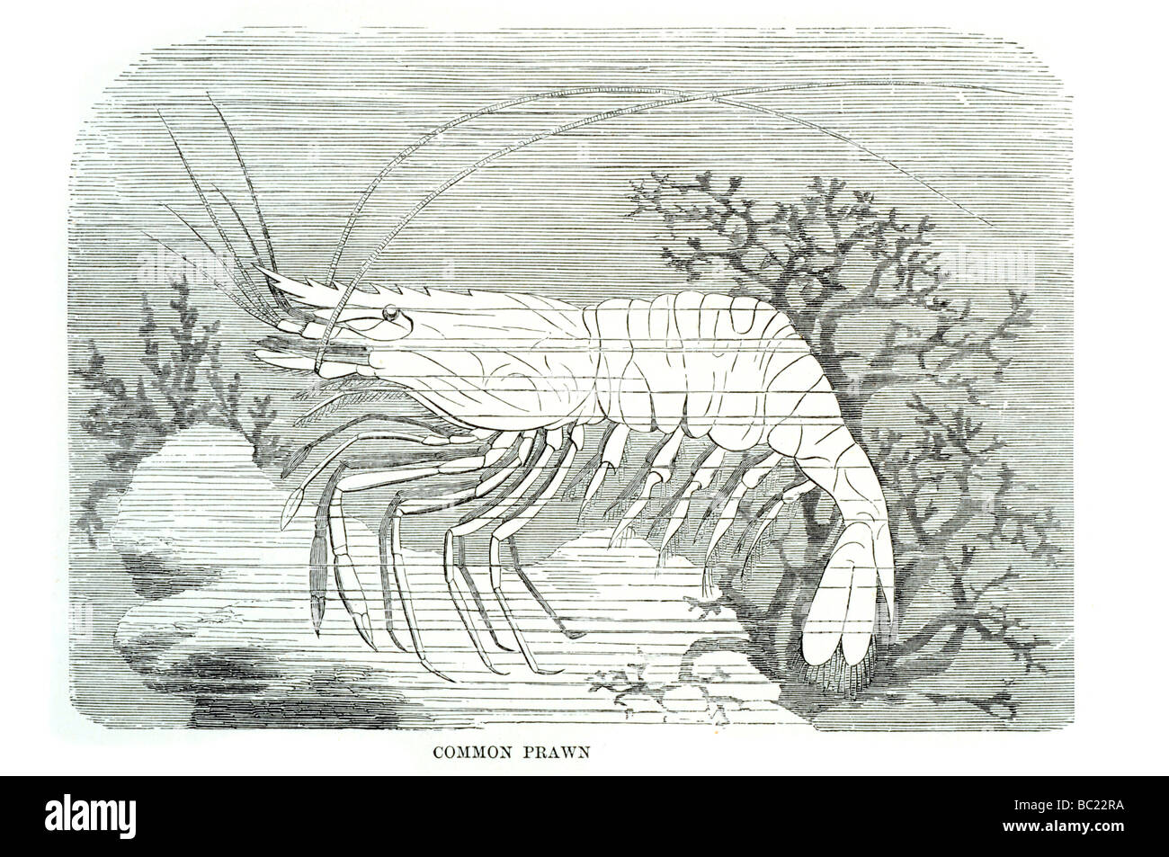Common prawn drawing hi-res stock photography and images - Alamy