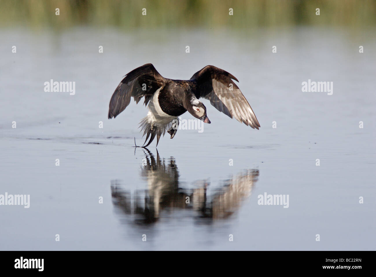 Male Long-tailed Duck taking off Stock Photo - Alamy