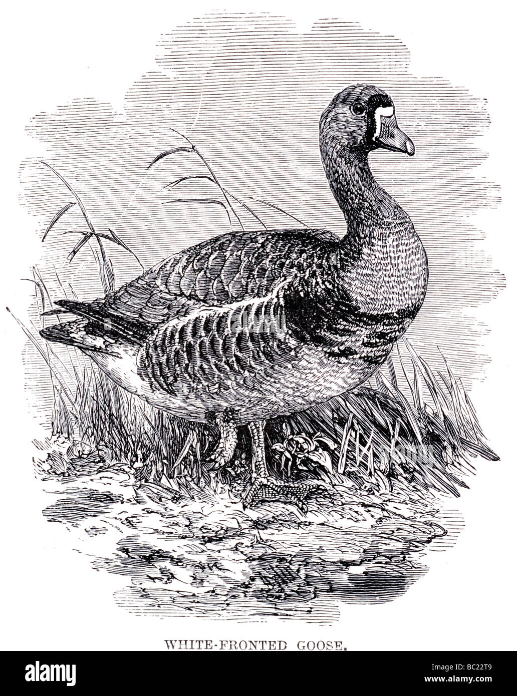 Goose skeleton hi-res stock photography and images - Alamy