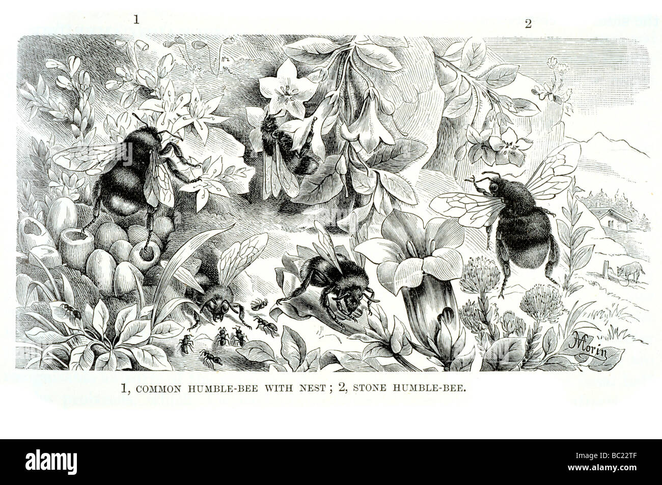 common humble bee with nest stone humble bee Stock Photo - Alamy