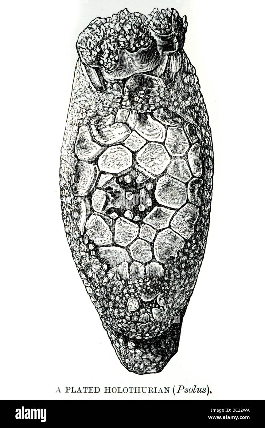 Holothurian hi-res stock photography and images - Alamy