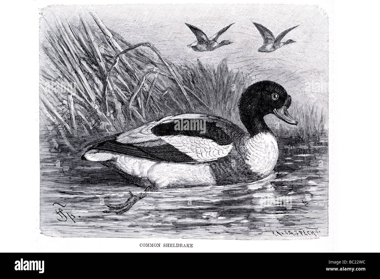 Common black duck hi-res stock photography and images - Alamy