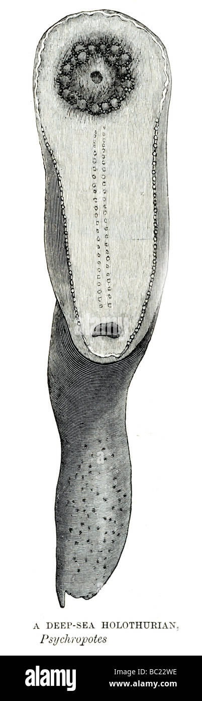 deep sea holothurian psychropotes Stock Photo - Alamy