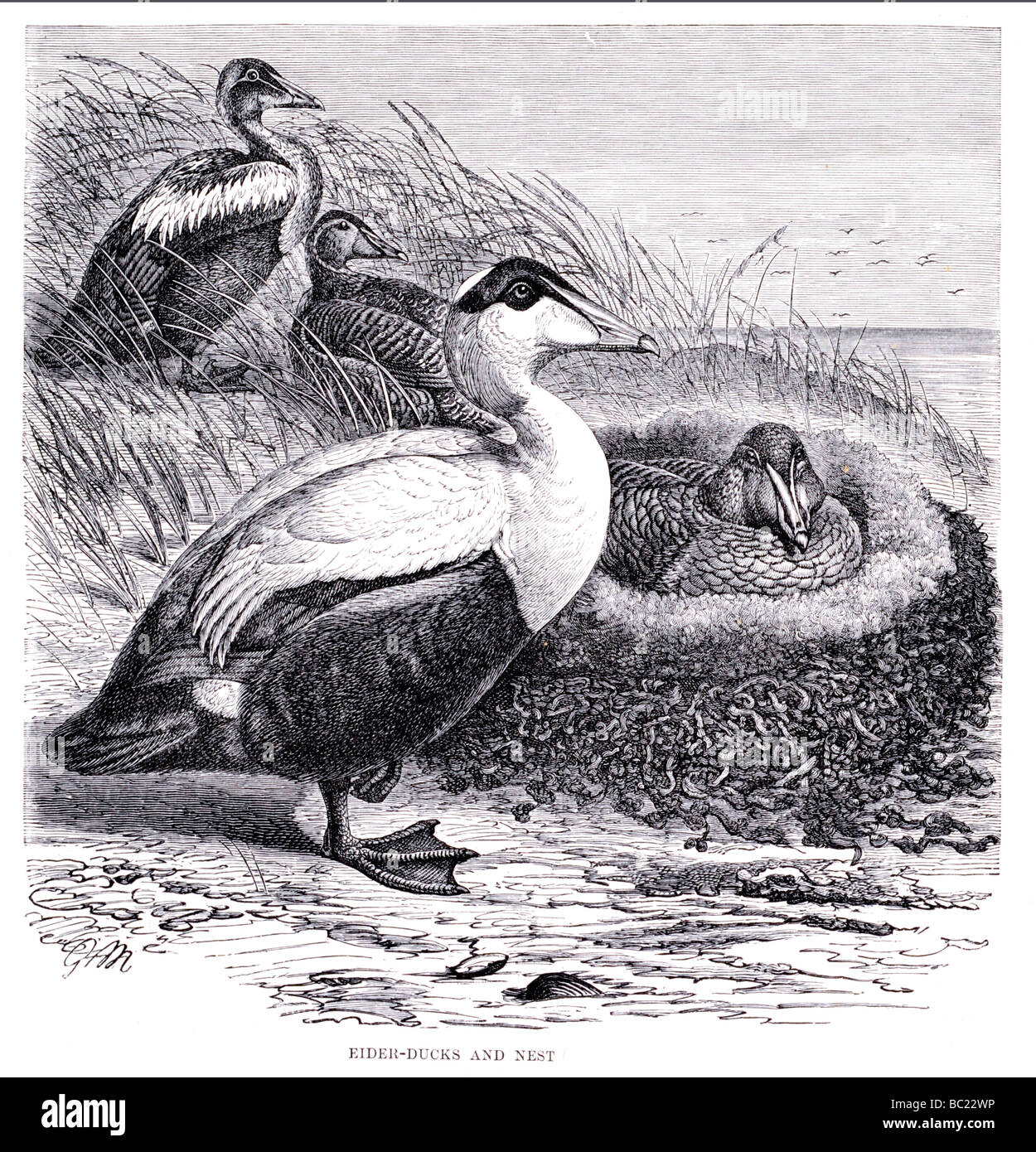 Old eider nest hi-res stock photography and images - Alamy