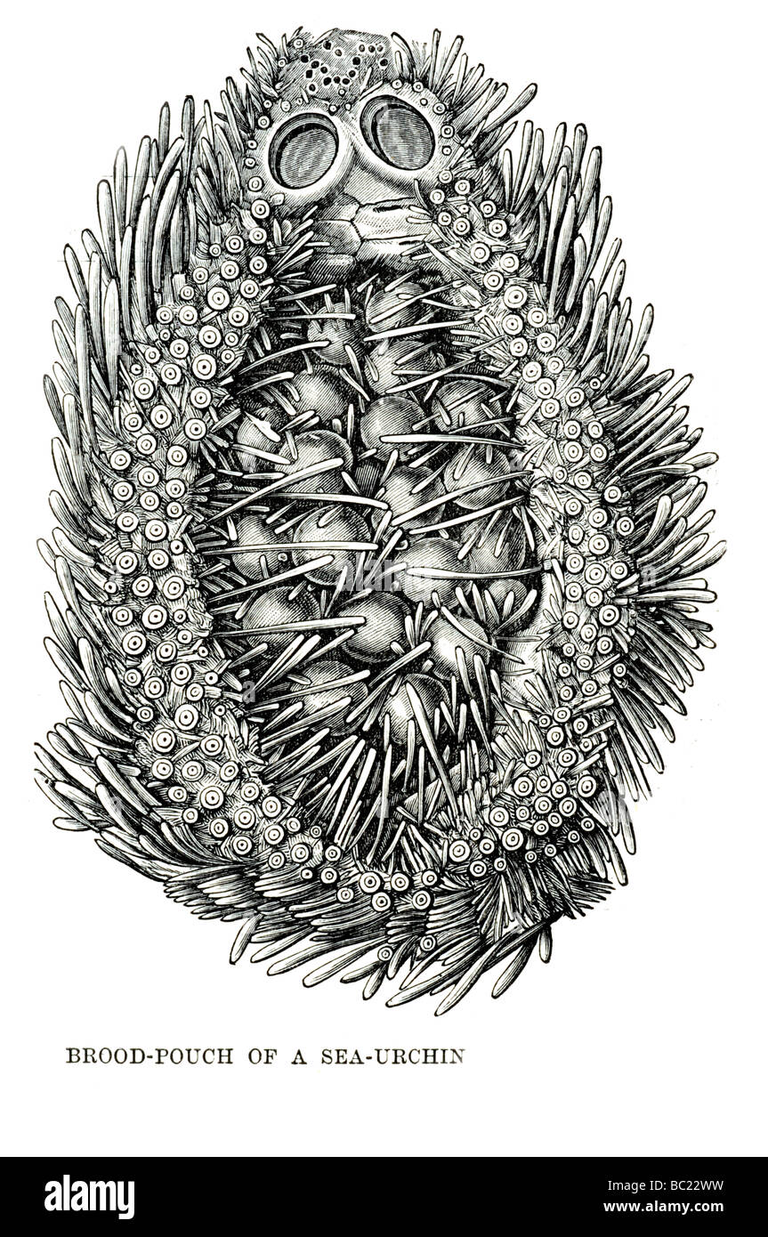 brood pouch of a sea urchin Stock Photo - Alamy