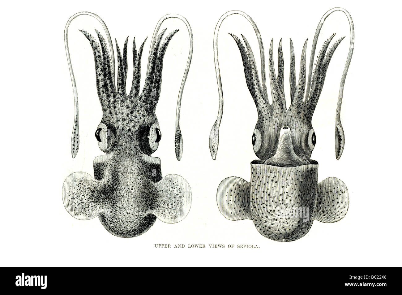 upper and lower view of sepiola Stock Photo - Alamy