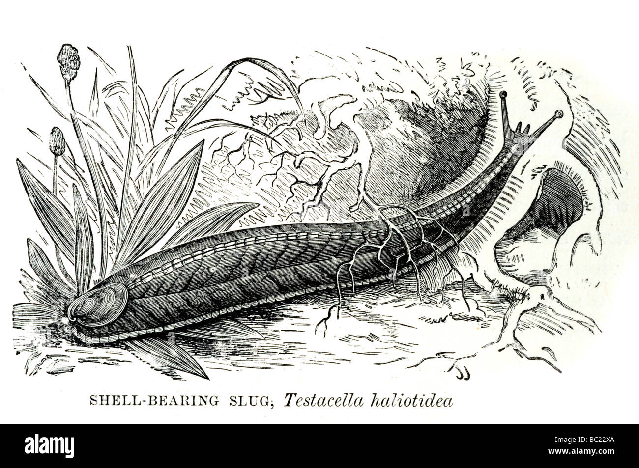 shell bearing slug testacella haliotidea Stock Photo - Alamy