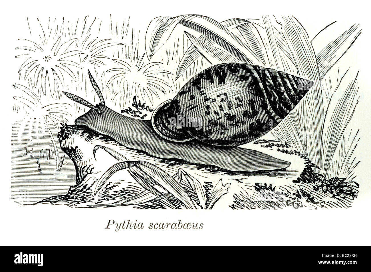 Pythia hi-res stock photography and images - Alamy