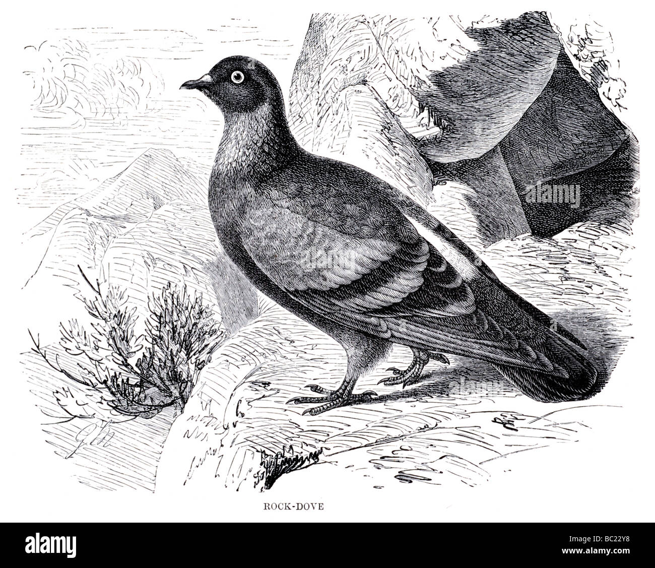 Dove reproduction hi-res stock photography and images - Alamy