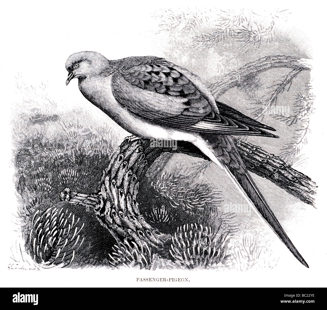 Passenger pigeon hi-res stock photography and images - Alamy