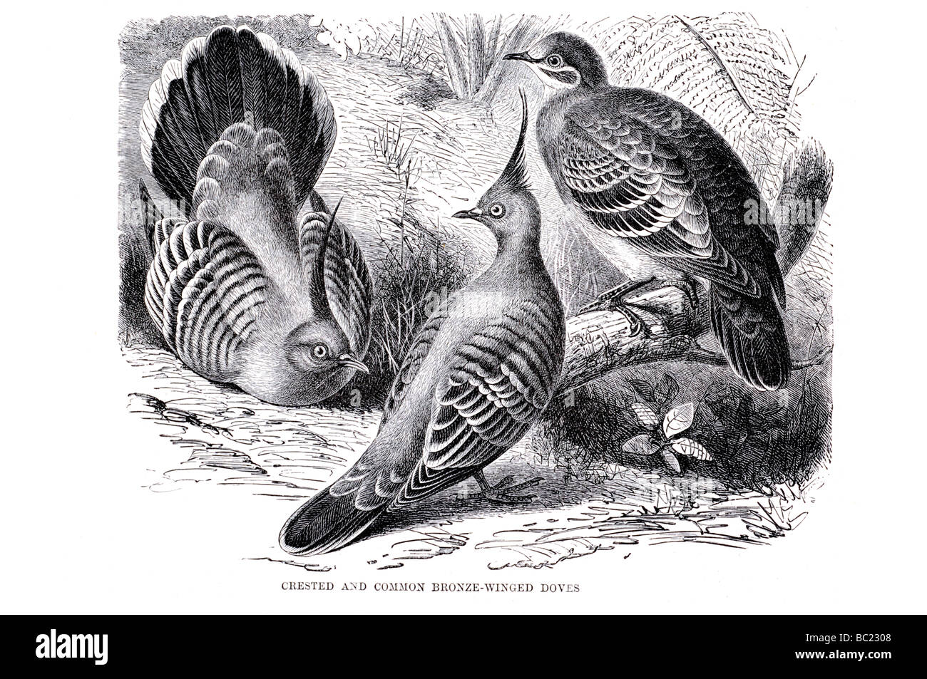 crested and common bronze winged doves Stock Photo - Alamy