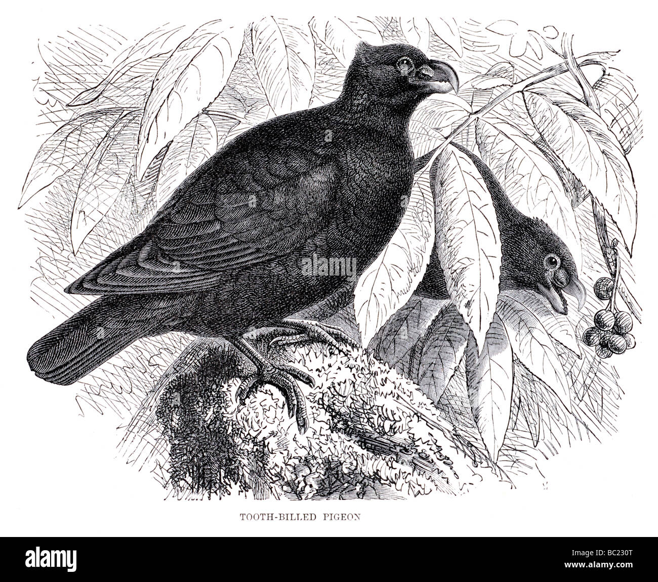 Tooth billed pigeon hi-res stock photography and images - Alamy