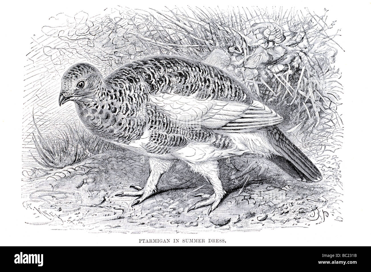Ptarmigan bird vintage engraved illustration hi-res stock photography ...