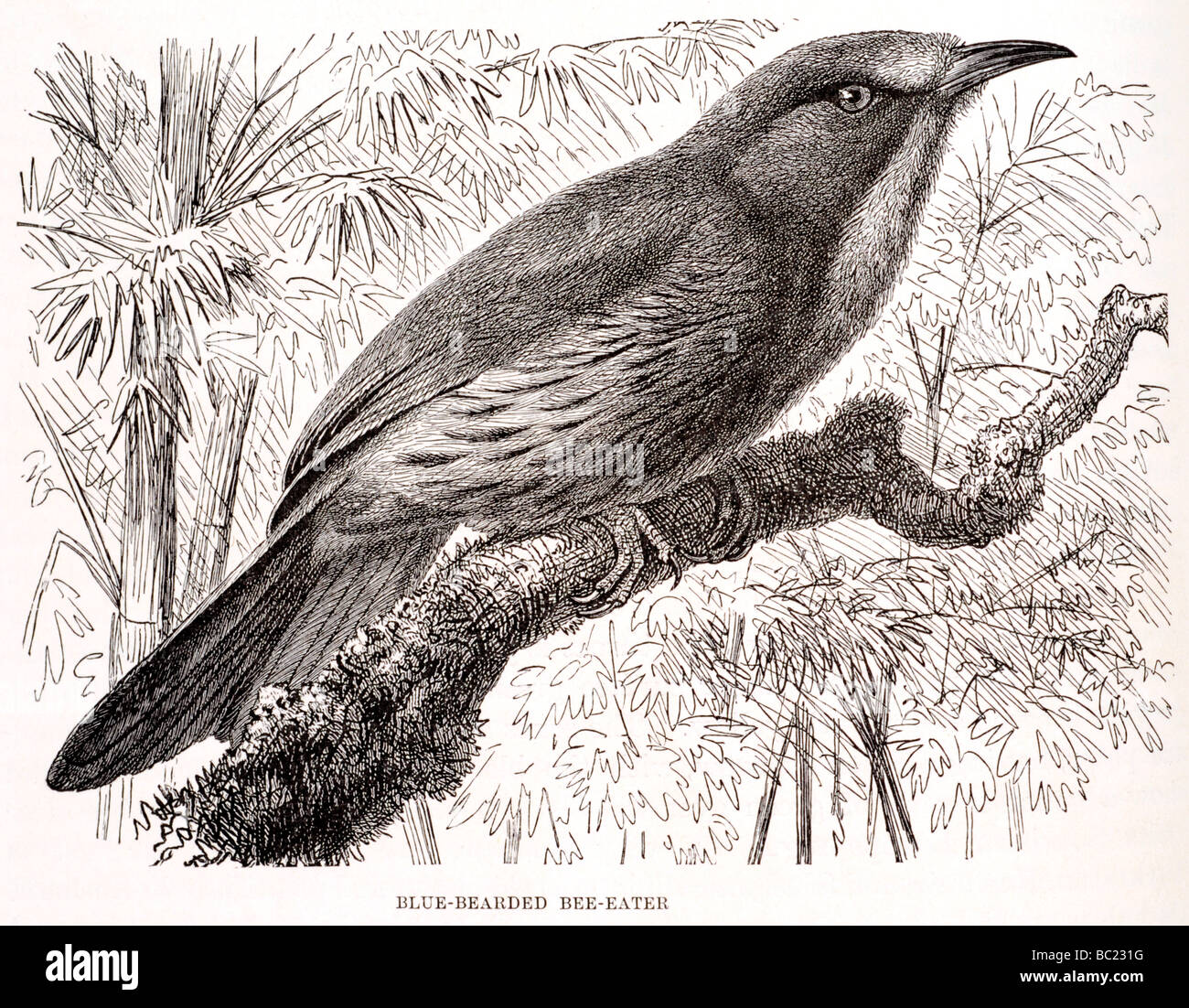 blue bearded bee eater Stock Photo - Alamy