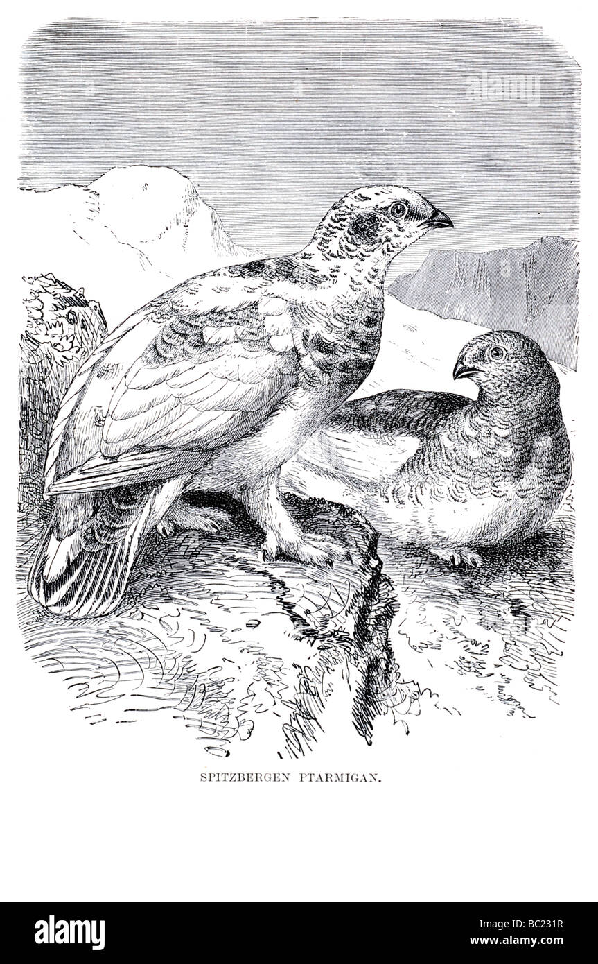 Ptarmigan bird vintage engraved illustration hi-res stock photography ...