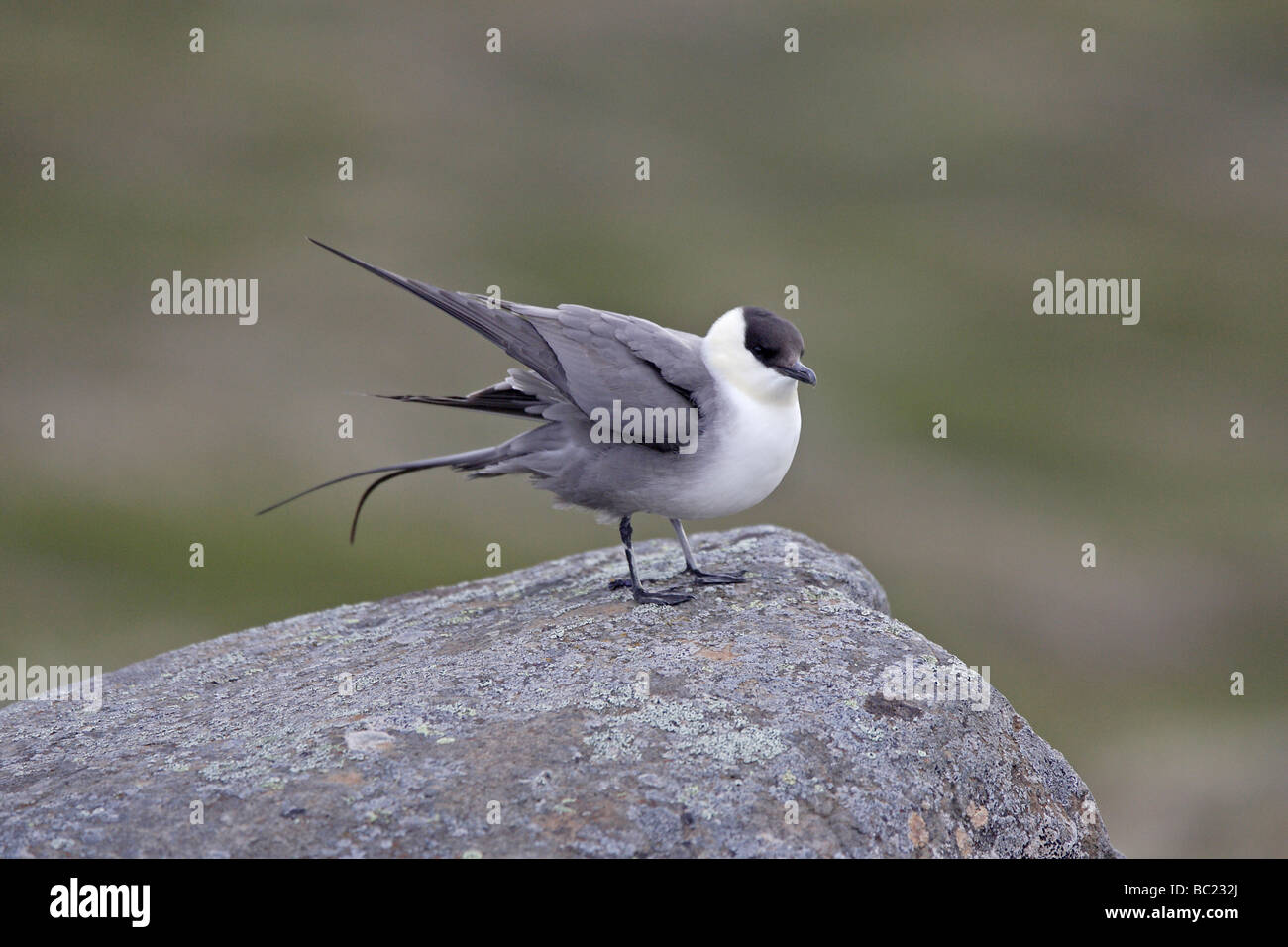 Long tailed jaeger hi-res stock photography and images - Alamy