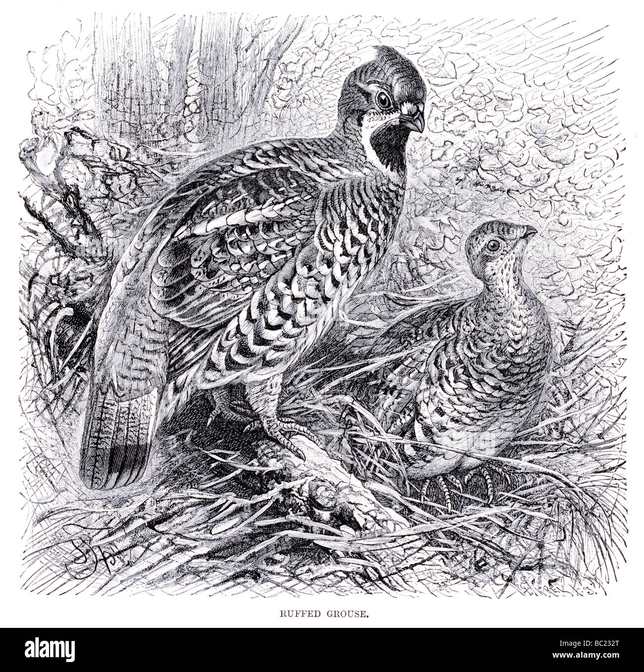 Ruffed Grouse Drawing