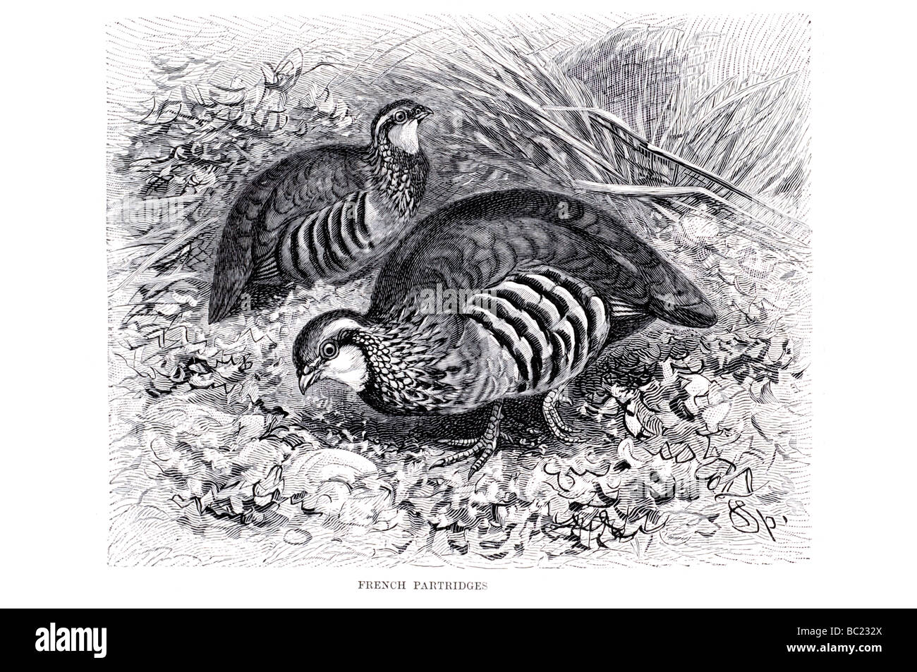 Red legged partridge eggs hi-res stock photography and images - Alamy