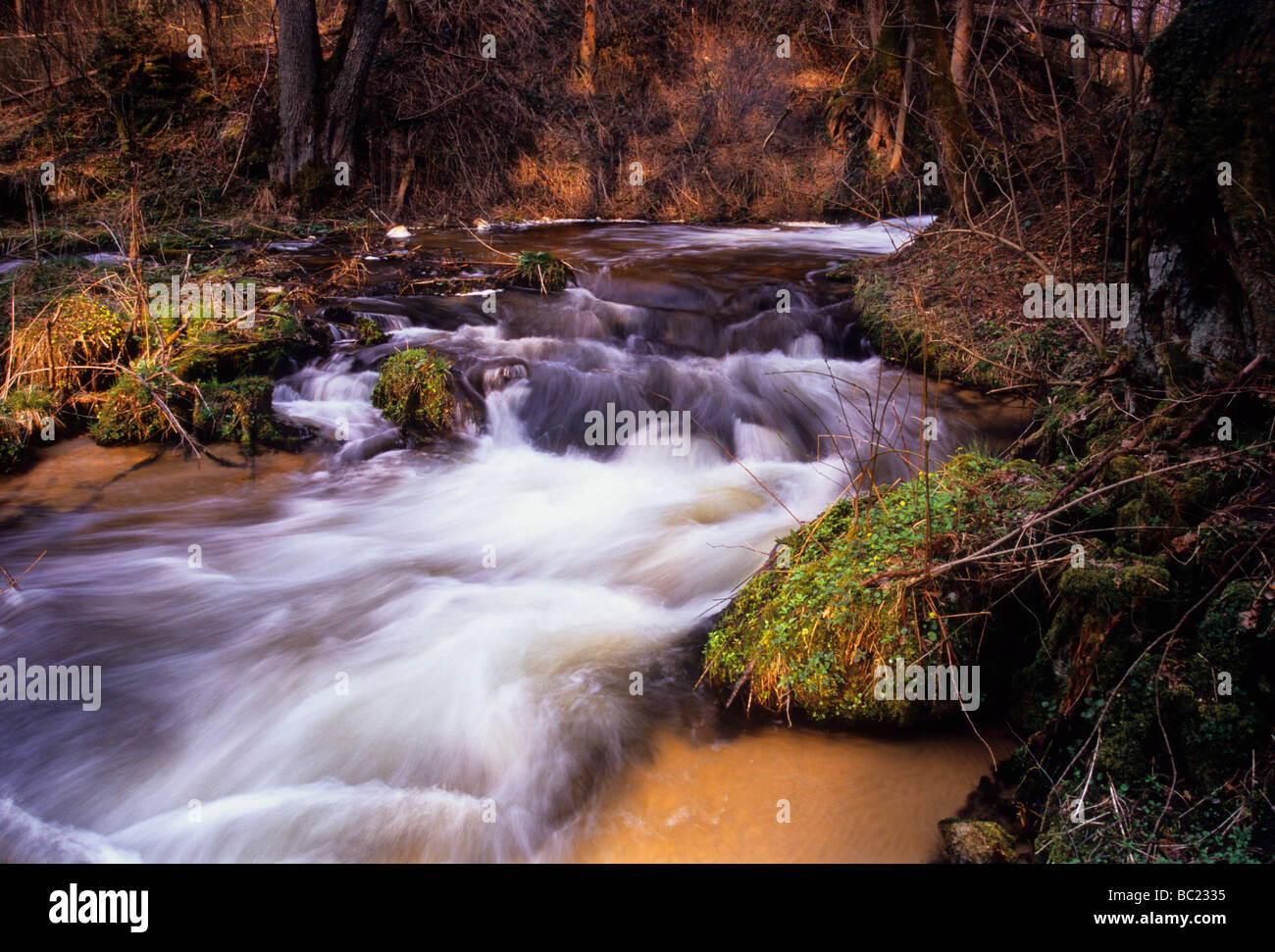 Stream forest hi-res stock photography and images - Alamy