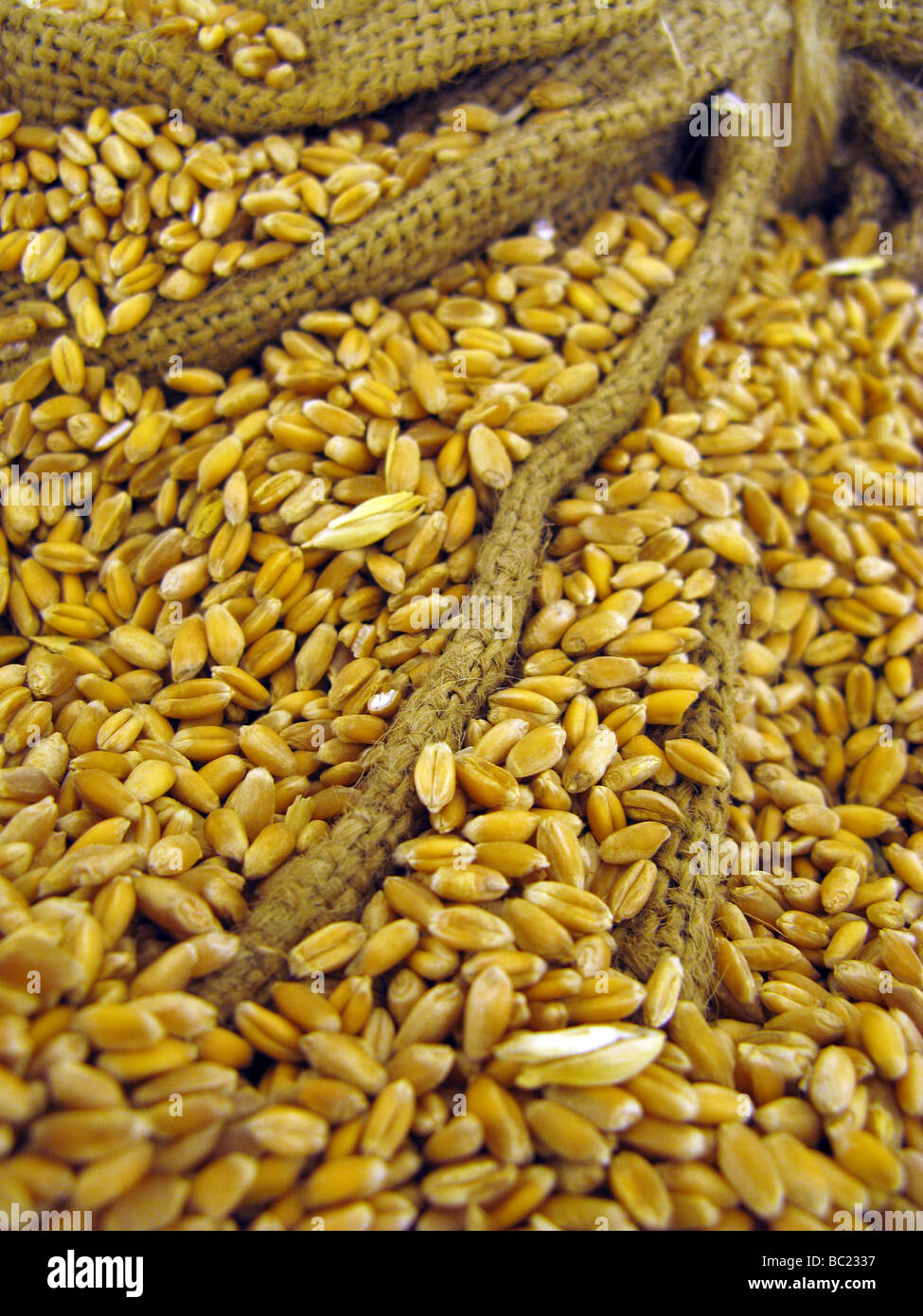 sack full of dry wheat grains Stock Photo - Alamy