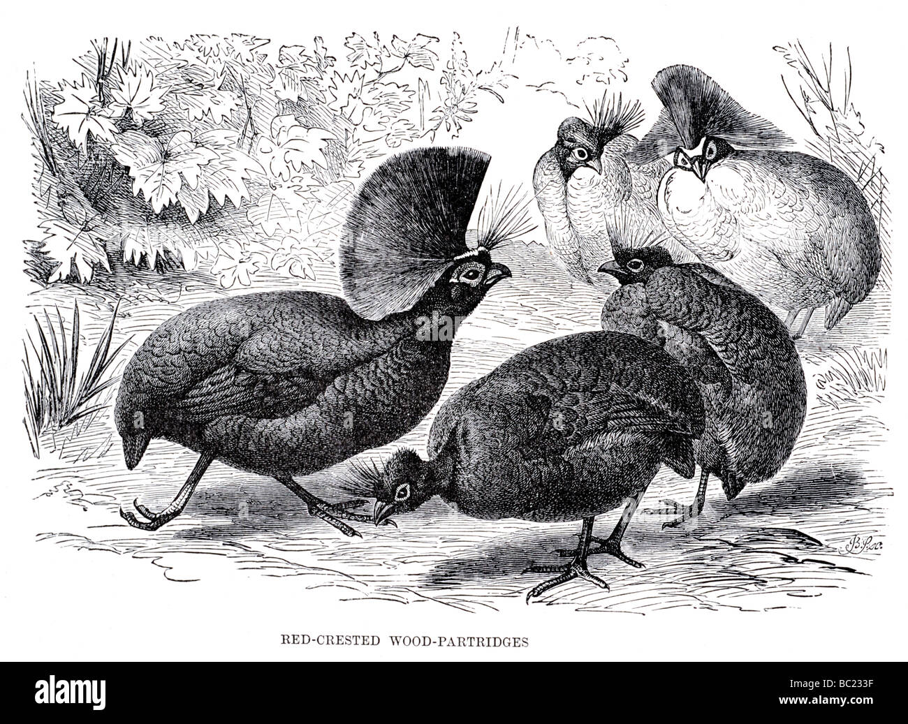 Crested wood partridge hi-res stock photography and images - Alamy