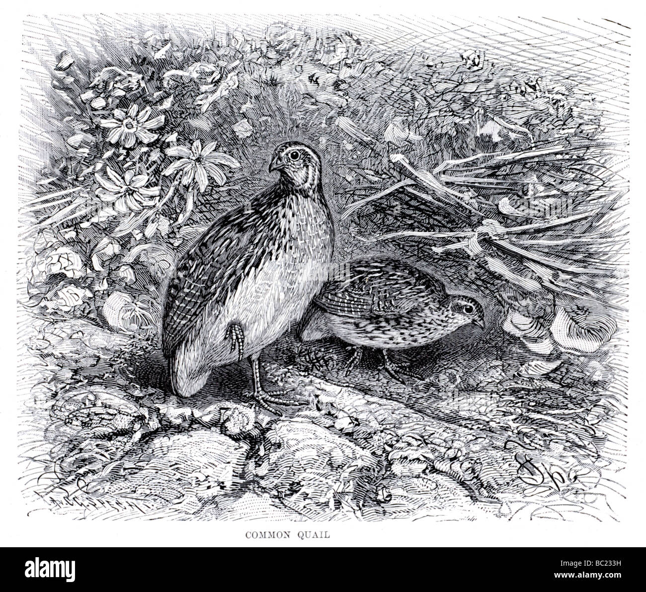 Pheasant skeleton hi-res stock photography and images - Alamy