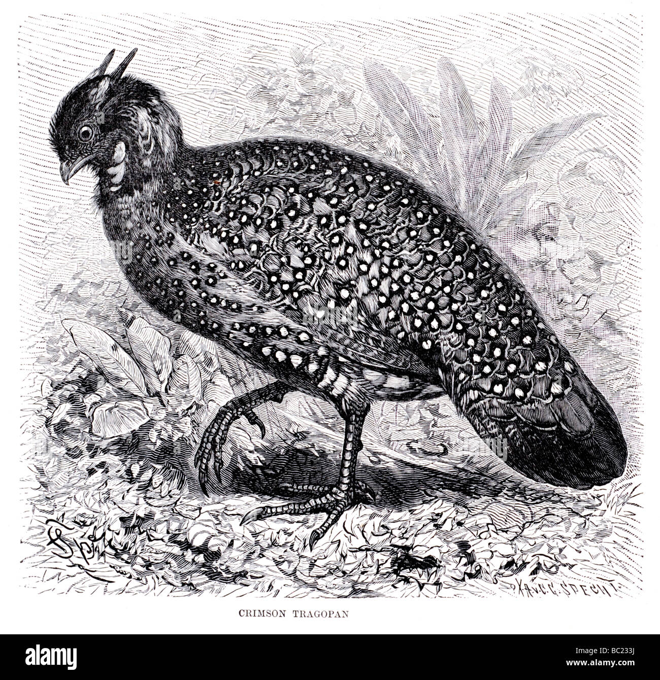 Tragopan bird hi-res stock photography and images - Alamy