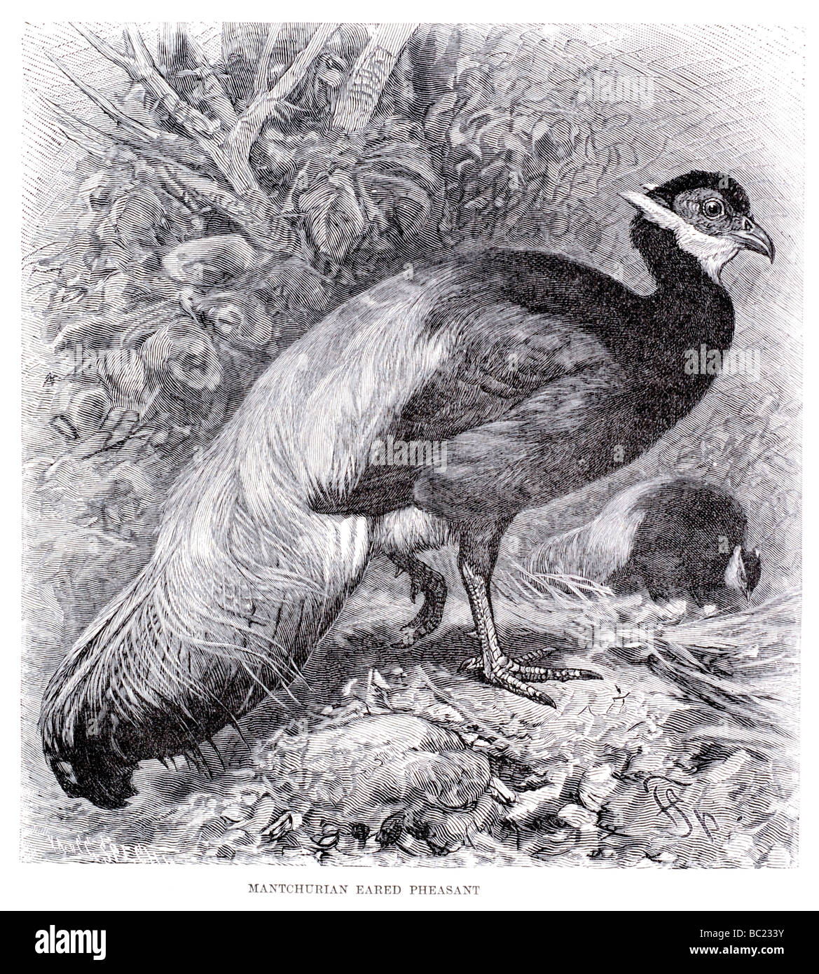 Pheasant skeleton hi-res stock photography and images - Alamy