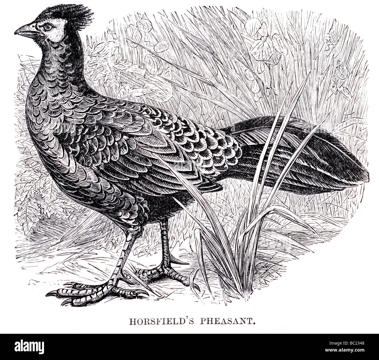 Imperial pheasant hi-res stock photography and images - Alamy